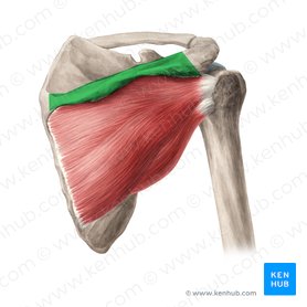 Spine of scapula: anatomy and function | Kenhub