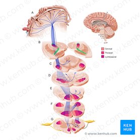 Capsula interna - Anatomie, Schenkel & Klinik | Kenhub