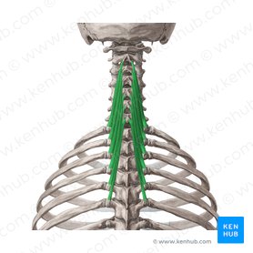 Deep back muscles: Anatomy, innervation and functions | Kenhub