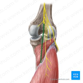Sciatic nerve: Origin, course and branches | Kenhub