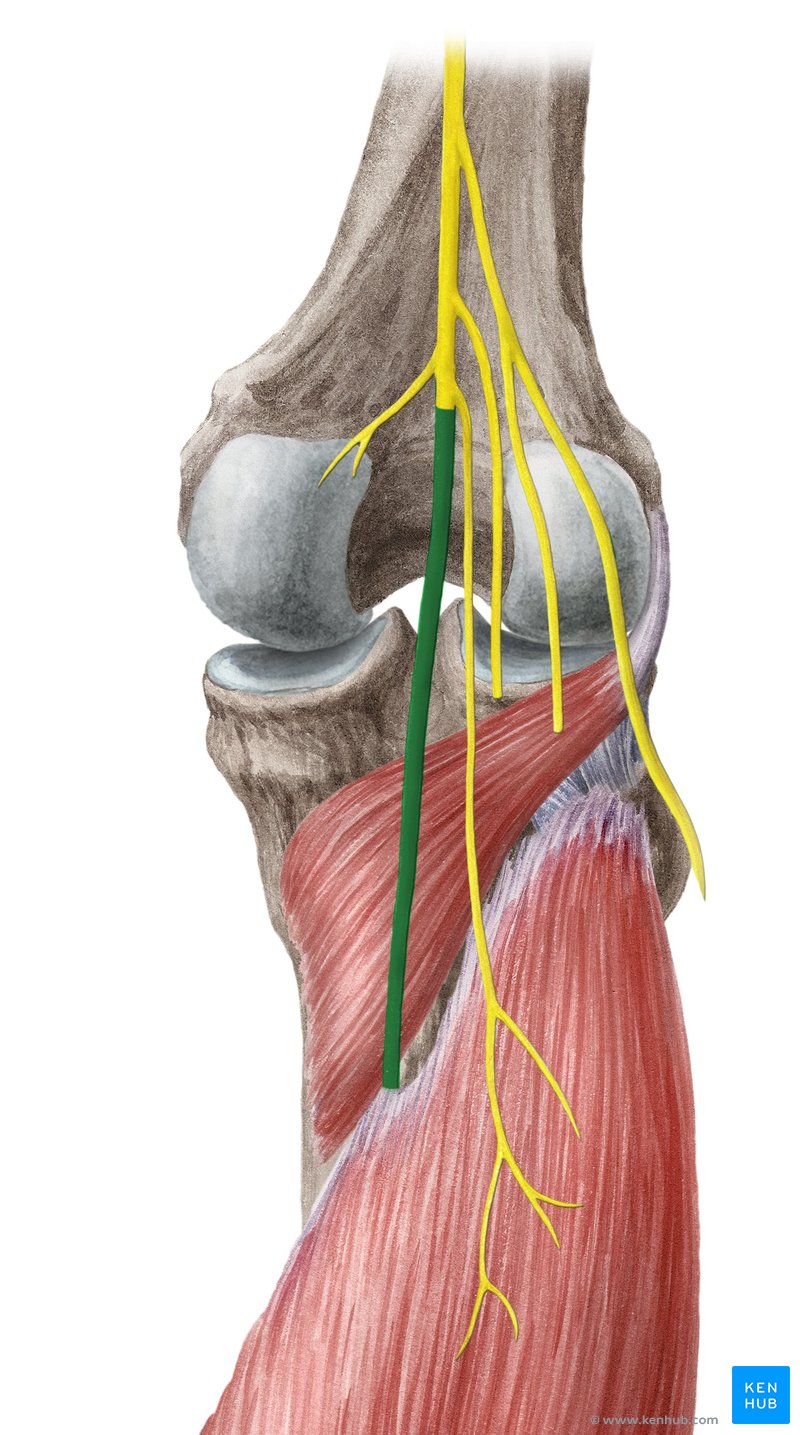 Nervio tibial: Origen, trayecto y función | Kenhub