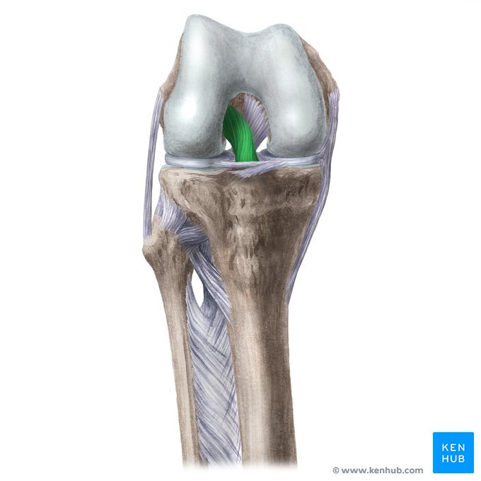 Ligament croisé antérieur : Anatomie et fonction | Kenhub