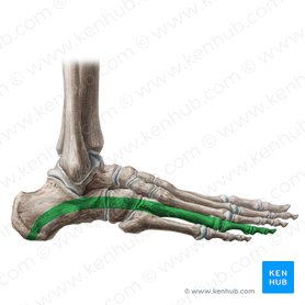 Arches of the foot: Anatomy | Kenhub