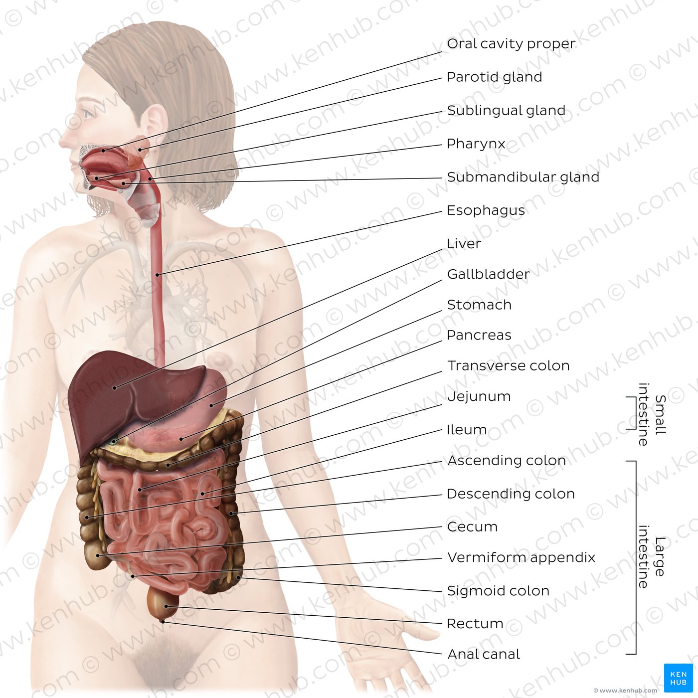 List Of All Organs In The Human Body And Their Functions - Infoupdate.org