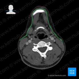 Platisma - origem, inserção e ação | Kenhub