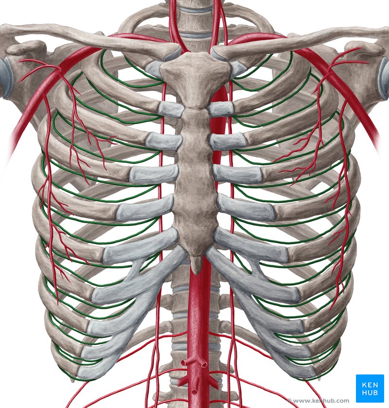 Intercostal arteries and blood supply of thoracic wall | Kenhub