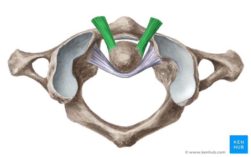 Alar ligament: Anatomy and structure | Kenhub