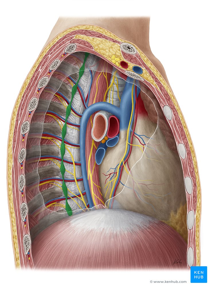 Autonomic nervous system: Anatomy, divisions, function | Kenhub