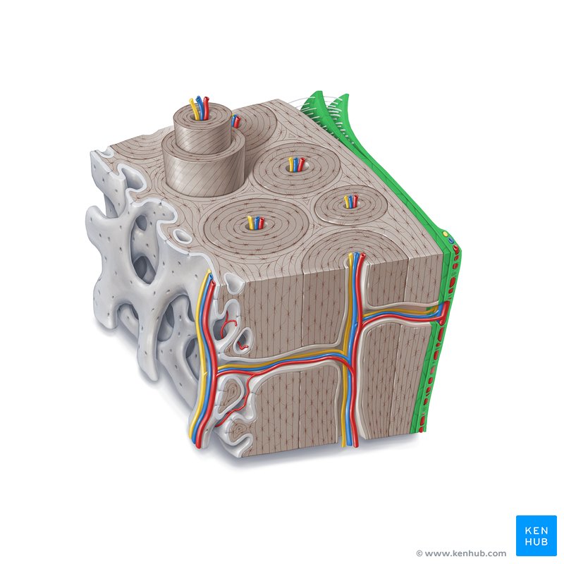 Periostio: Anatomía, estructura y funciones | Kenhub