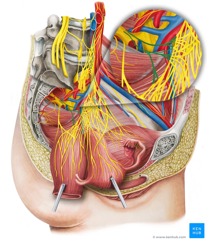 splanchnic nerve function