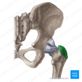 Gluteus medius: Origin, insertion, innervation, function | Kenhub