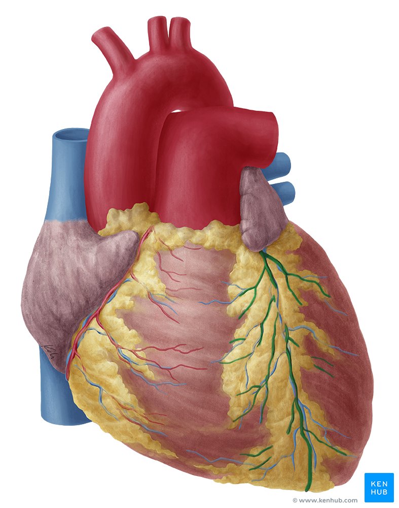 Arteria Ventricular Posterior Esquerda Heart | Systems | Aula De