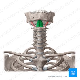Geniohyoid: Origin, insertion, innervation and action | Kenhub
