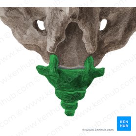 Cóccix: Estructura anatómica y función | Kenhub