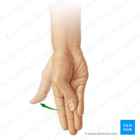 Anatomy of grip: "How we hold different objects"? | Kenhub